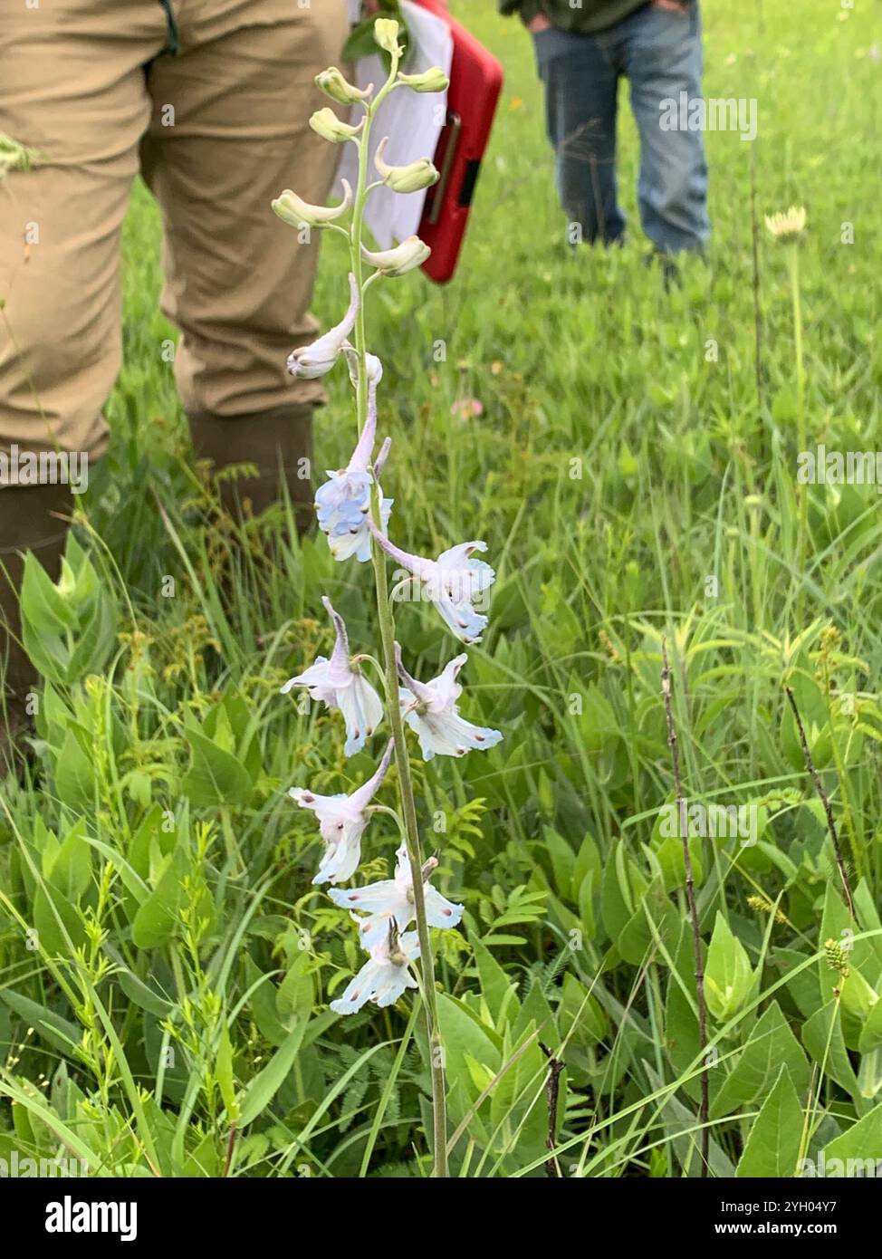 Wild Blue Larkspur (Delphinium carolinianum Stock Photo - Alamy
