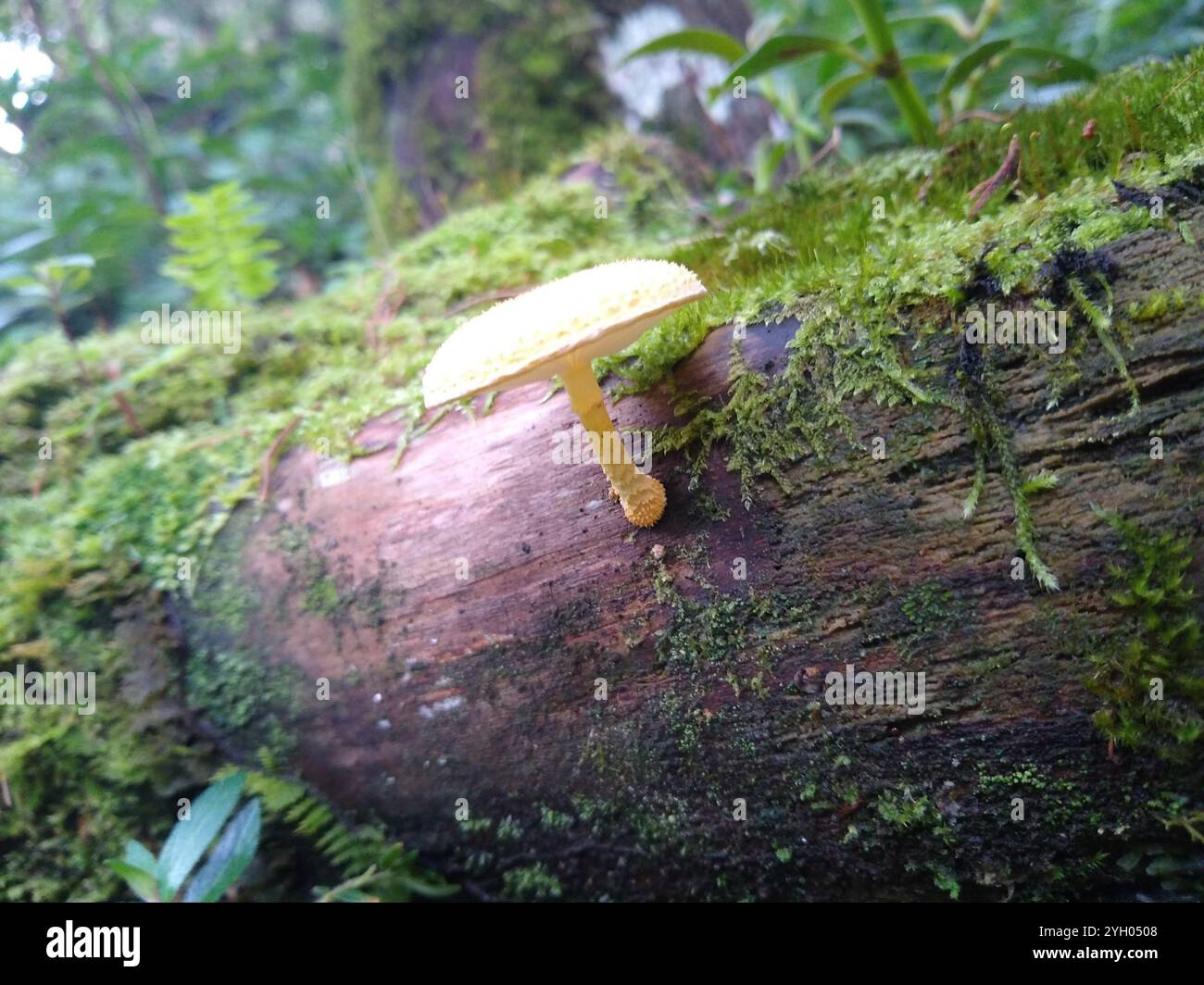 Golden-scruffy Collybia (Cyptotrama asprata Stock Photo - Alamy