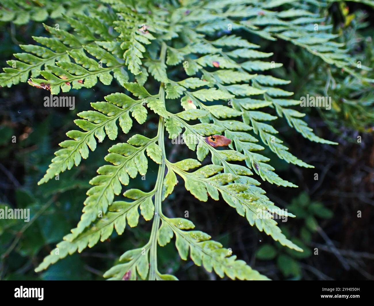 leatherleaf fern (Rumohra adiantiformis Stock Photo - Alamy