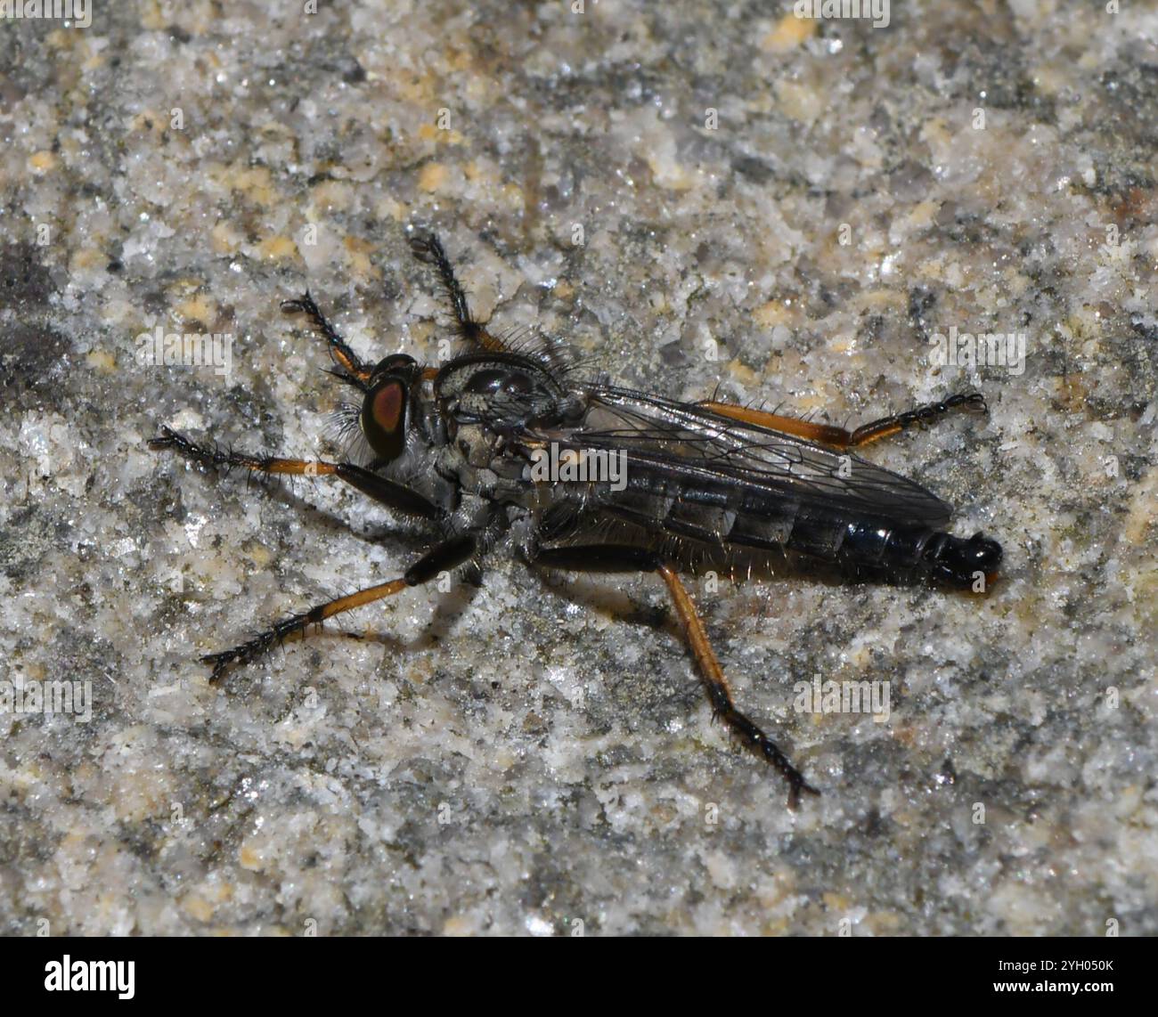 Common Awl Robber Fly (Neoitamus cyanurus Stock Photo - Alamy