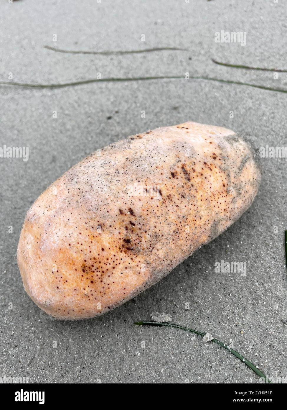 Gumboot chiton hi-res stock photography and images - Alamy