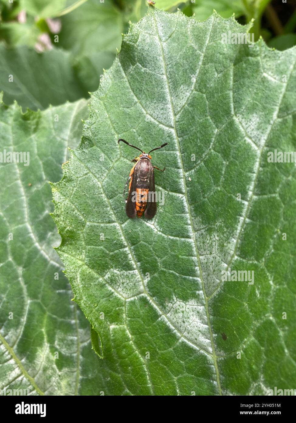 Squash Vine Borer (Eichlinia cucurbitae Stock Photo - Alamy