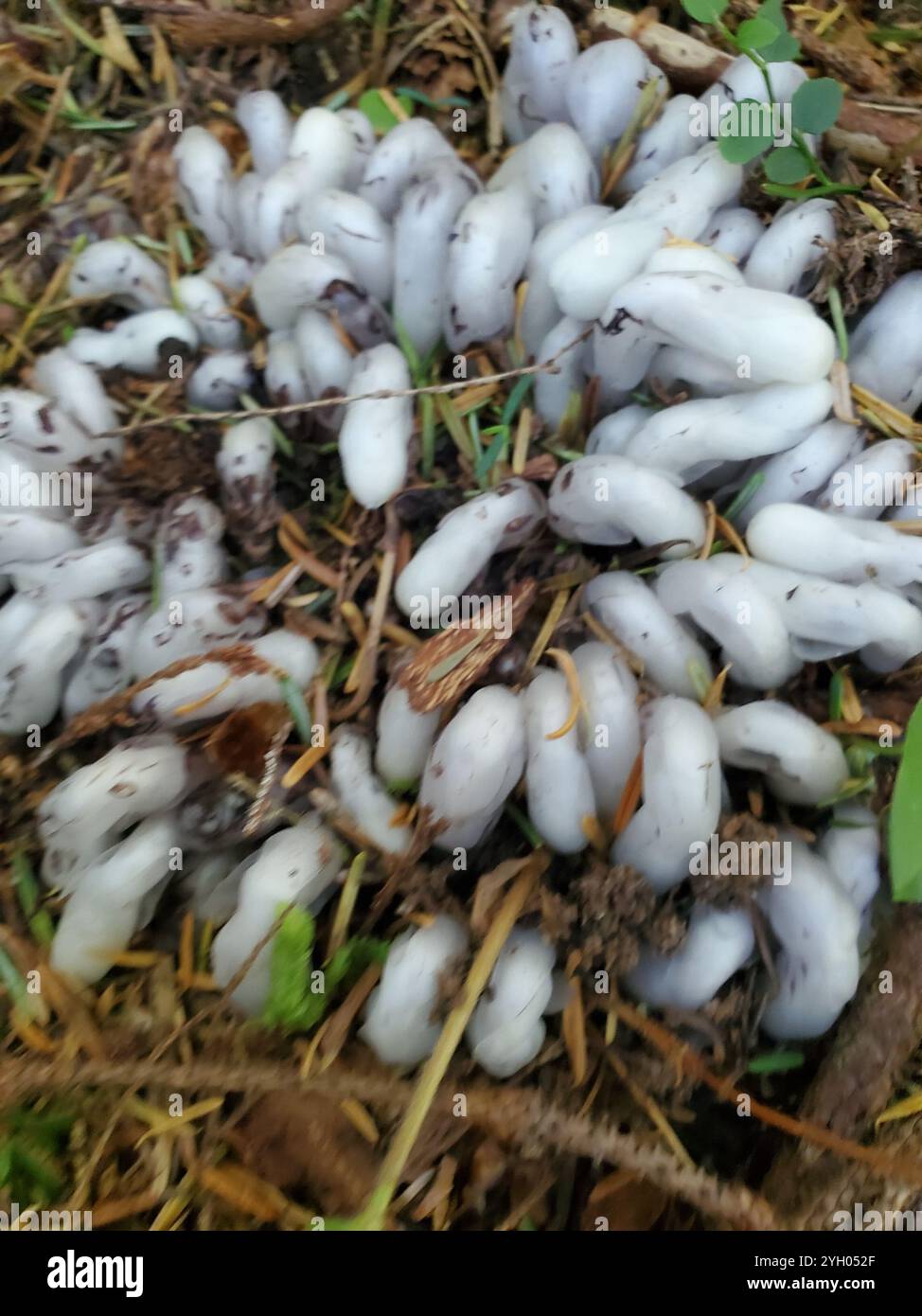 Ghost Pipe (Monotropa uniflora Stock Photo - Alamy