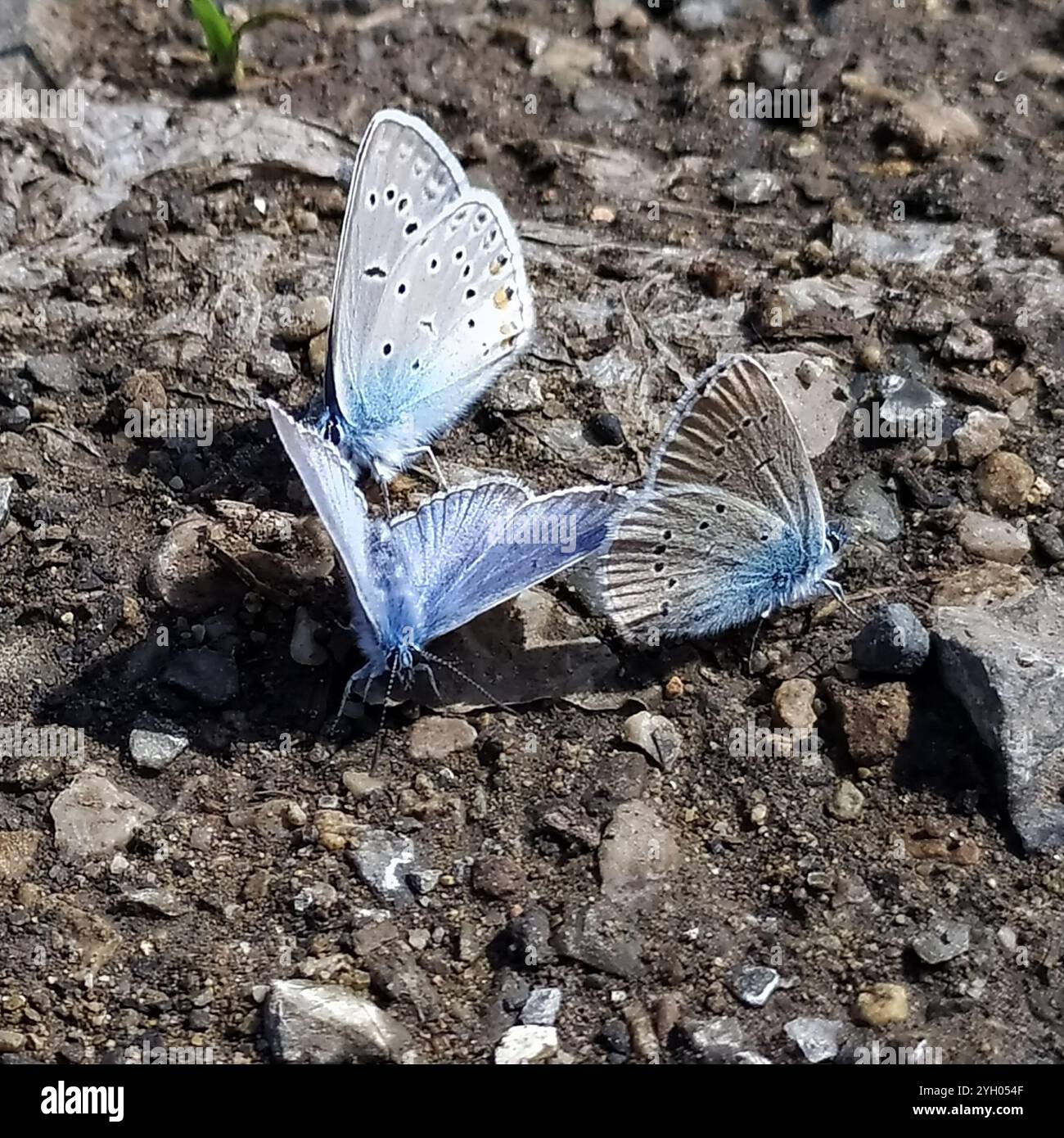 Polyommatinae hi-res stock photography and images - Alamy