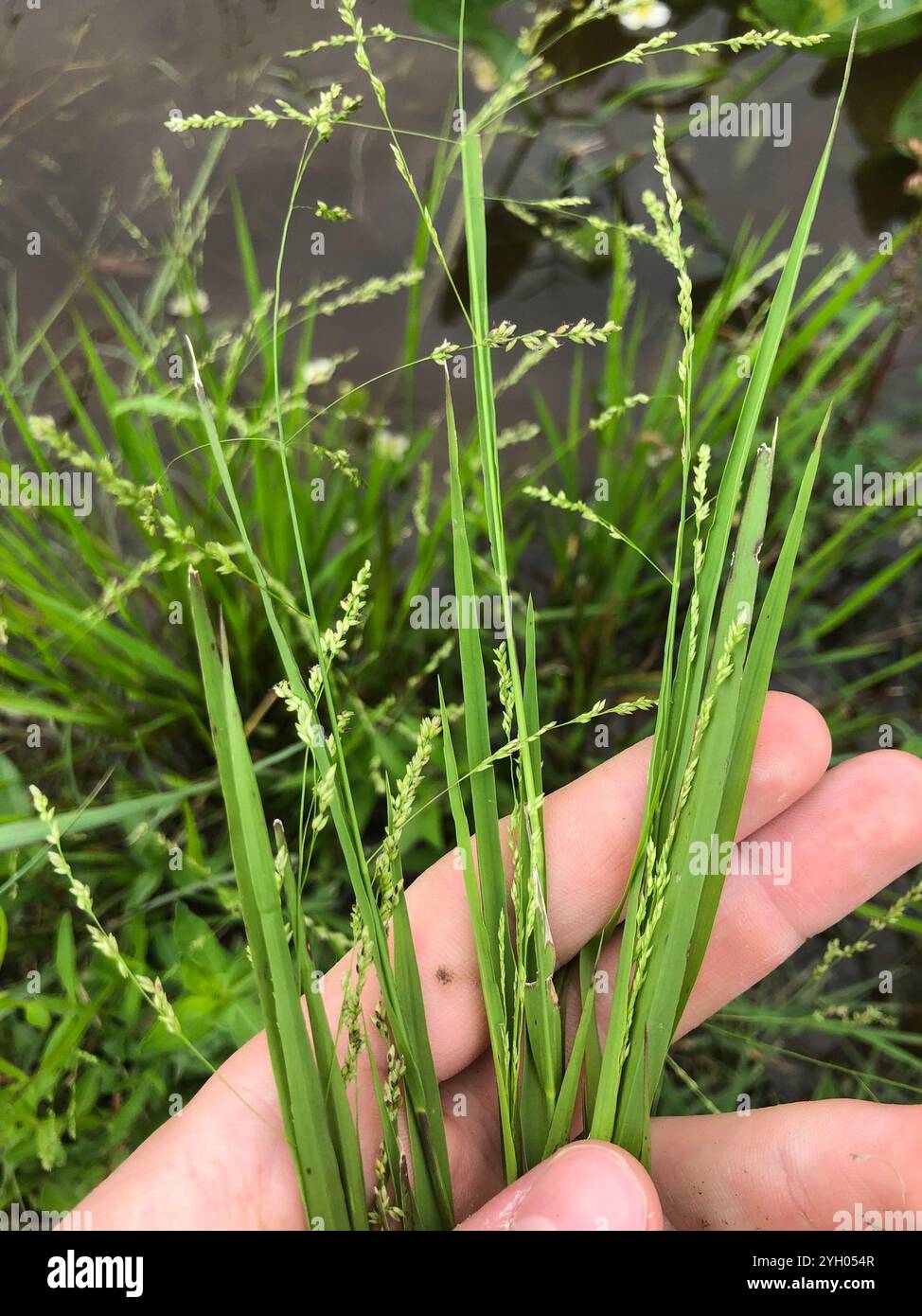 Gaping Panicgrass (Steinchisma hians Stock Photo - Alamy