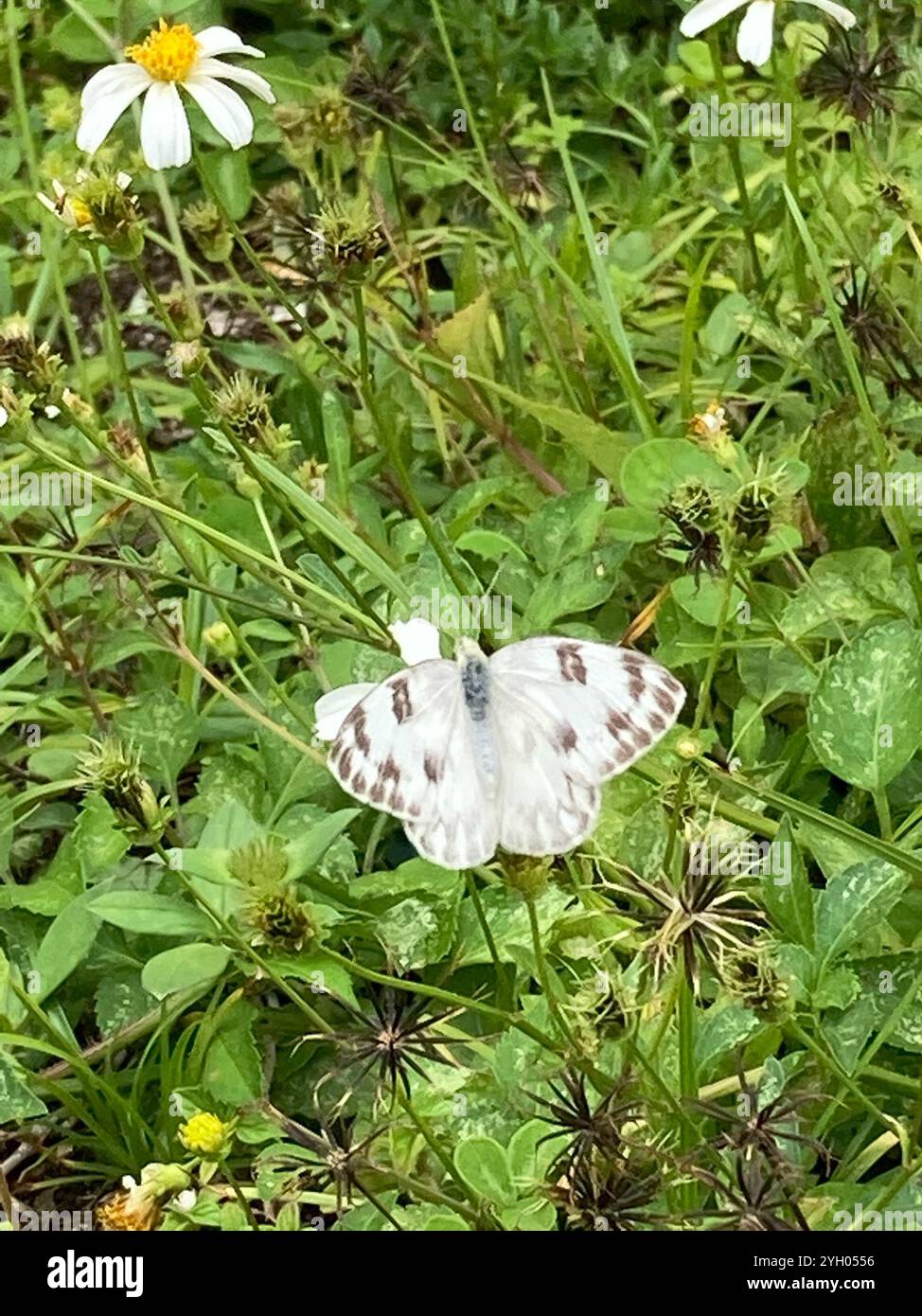 Checkered White (Pontia protodice Stock Photo - Alamy