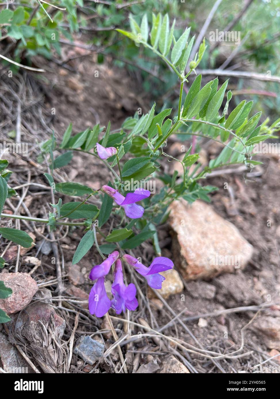 American vetch hi-res stock photography and images - Alamy