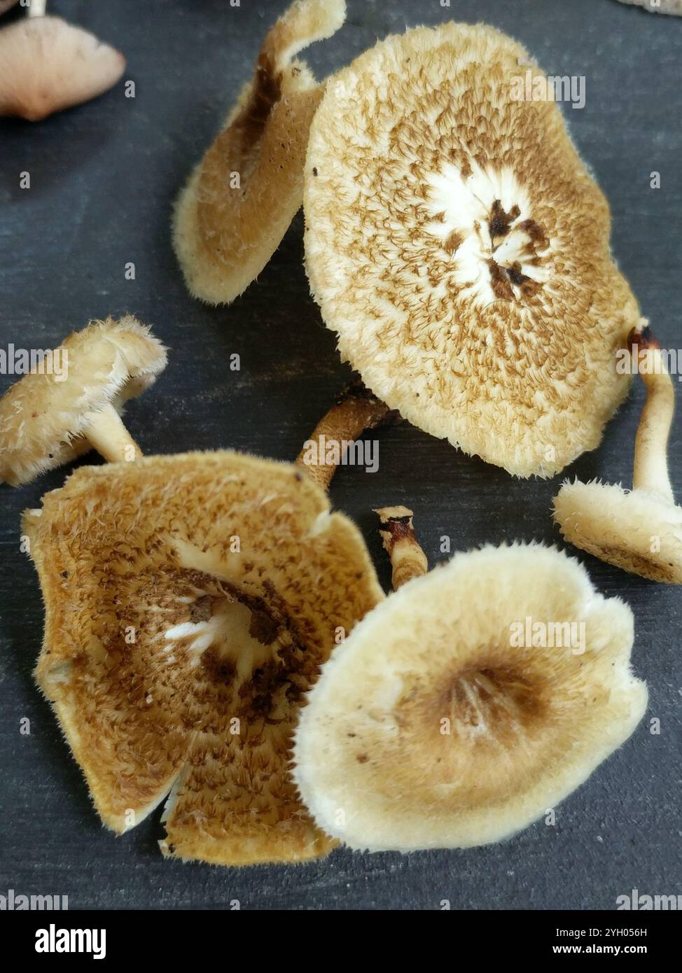 Lentinus sect. Lentinus (Lentinus Stock Photo - Alamy