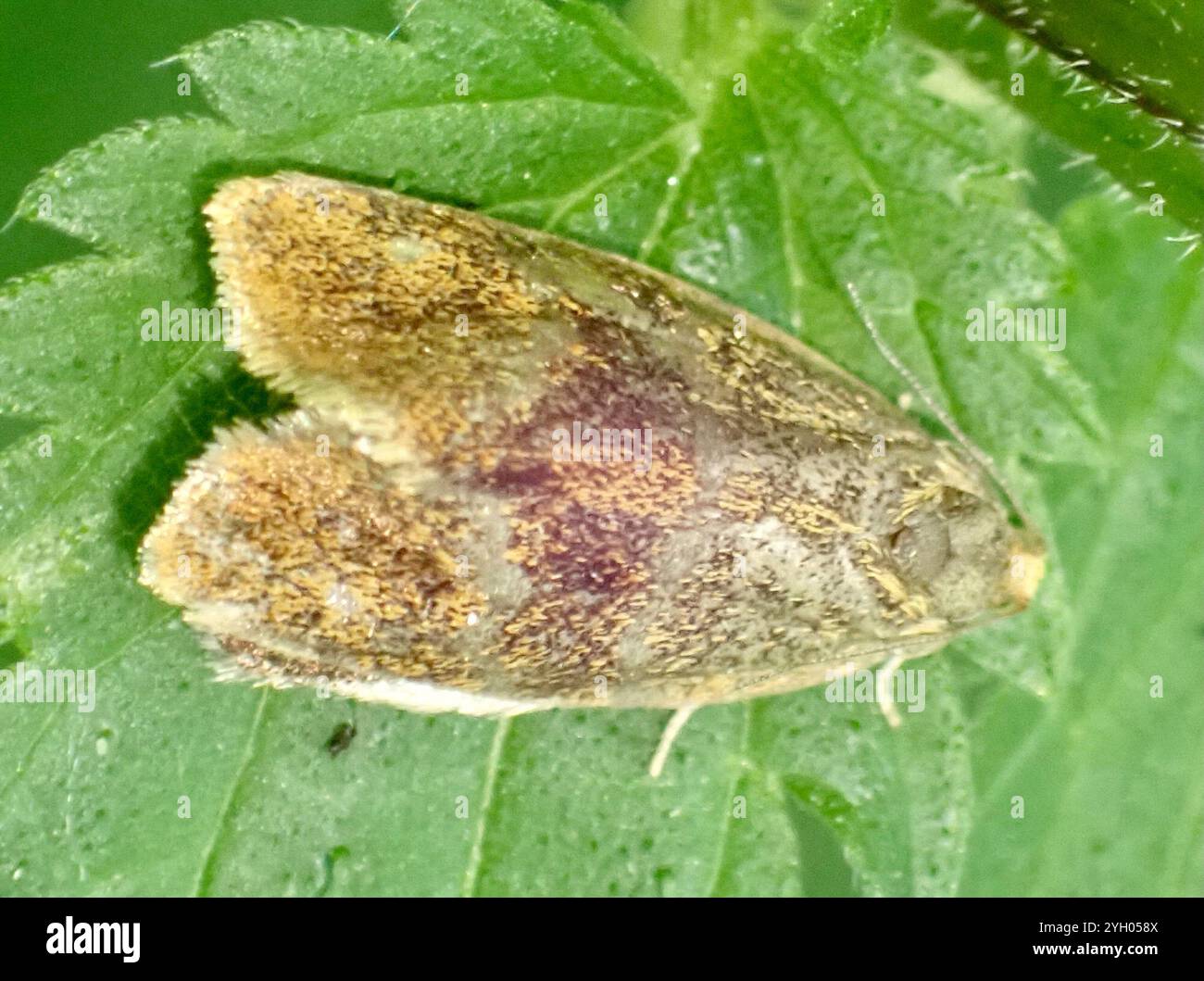 Brindled Tortrix (Ptycholoma lecheana Stock Photo - Alamy