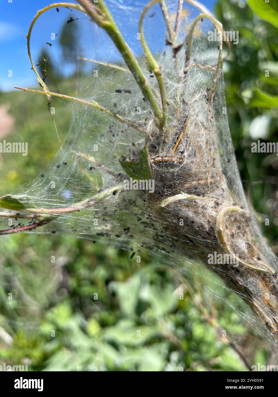 Western Tent Caterpillar Moth (Malacosoma californica Stock Photo - Alamy