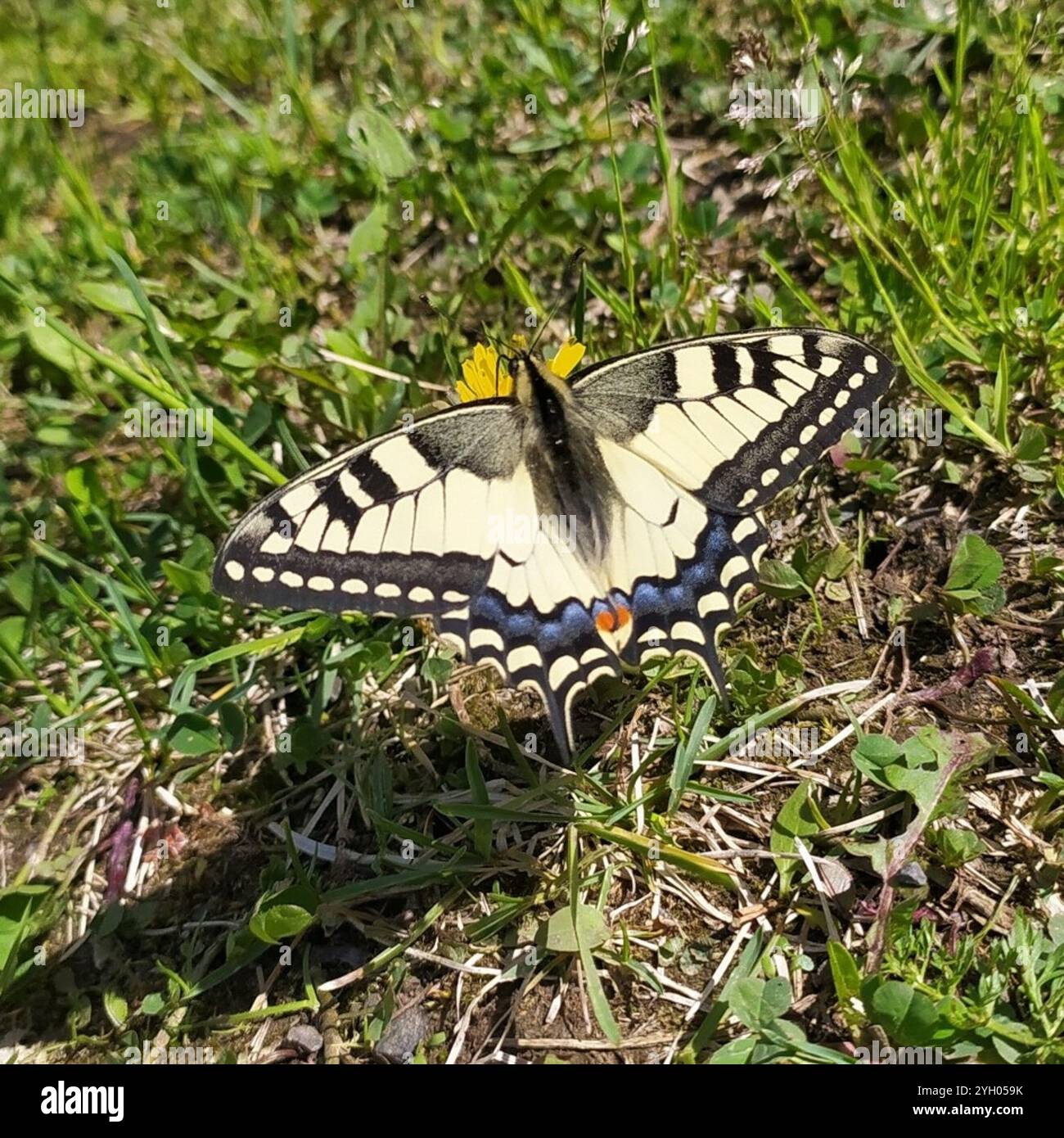 Old World Swallowtail (Papilio machaon Stock Photo - Alamy