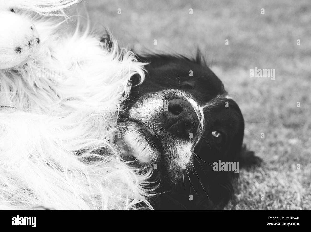 Rolling on grass Black and White Stock Photos & Images - Alamy