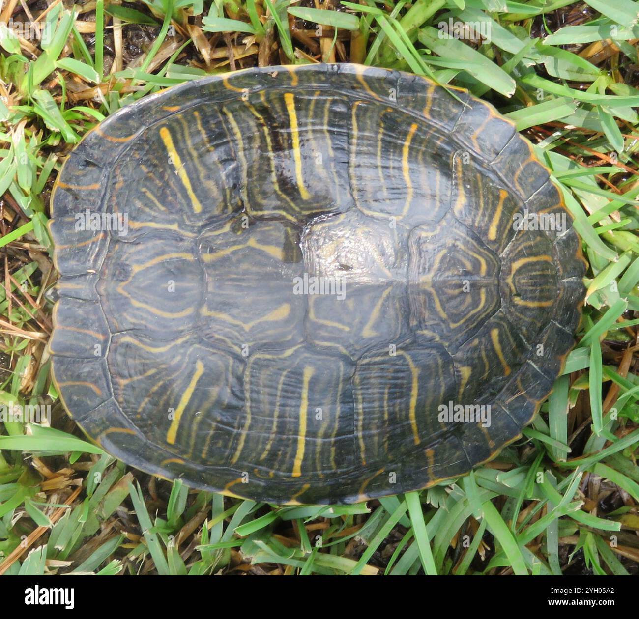 Red-eared Slider (Trachemys scripta elegans Stock Photo - Alamy