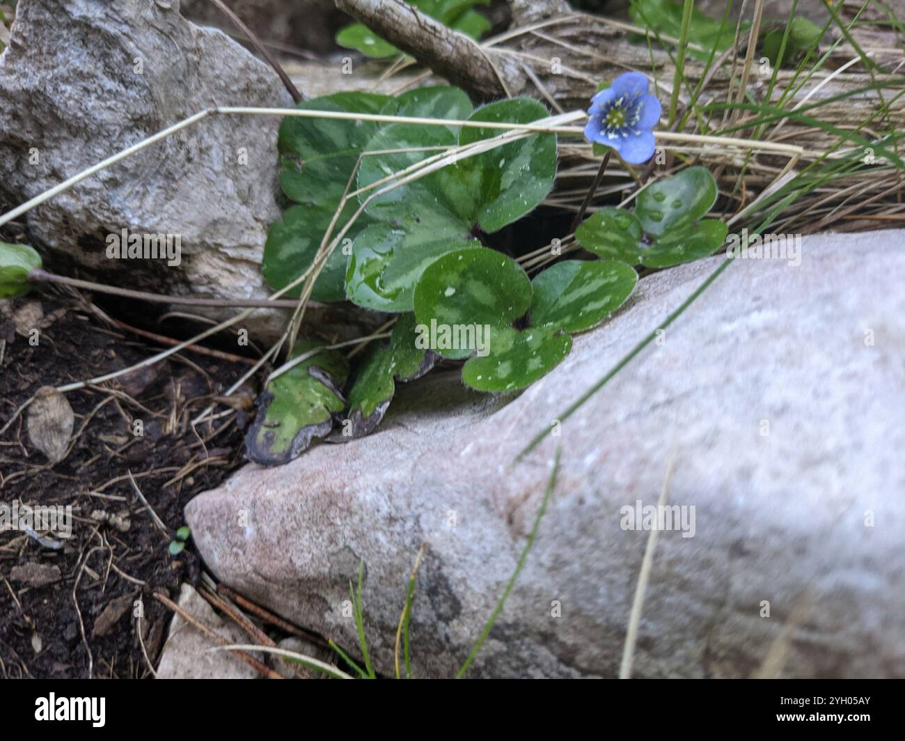 Liverleaf (Hepatica nobilis Stock Photo - Alamy