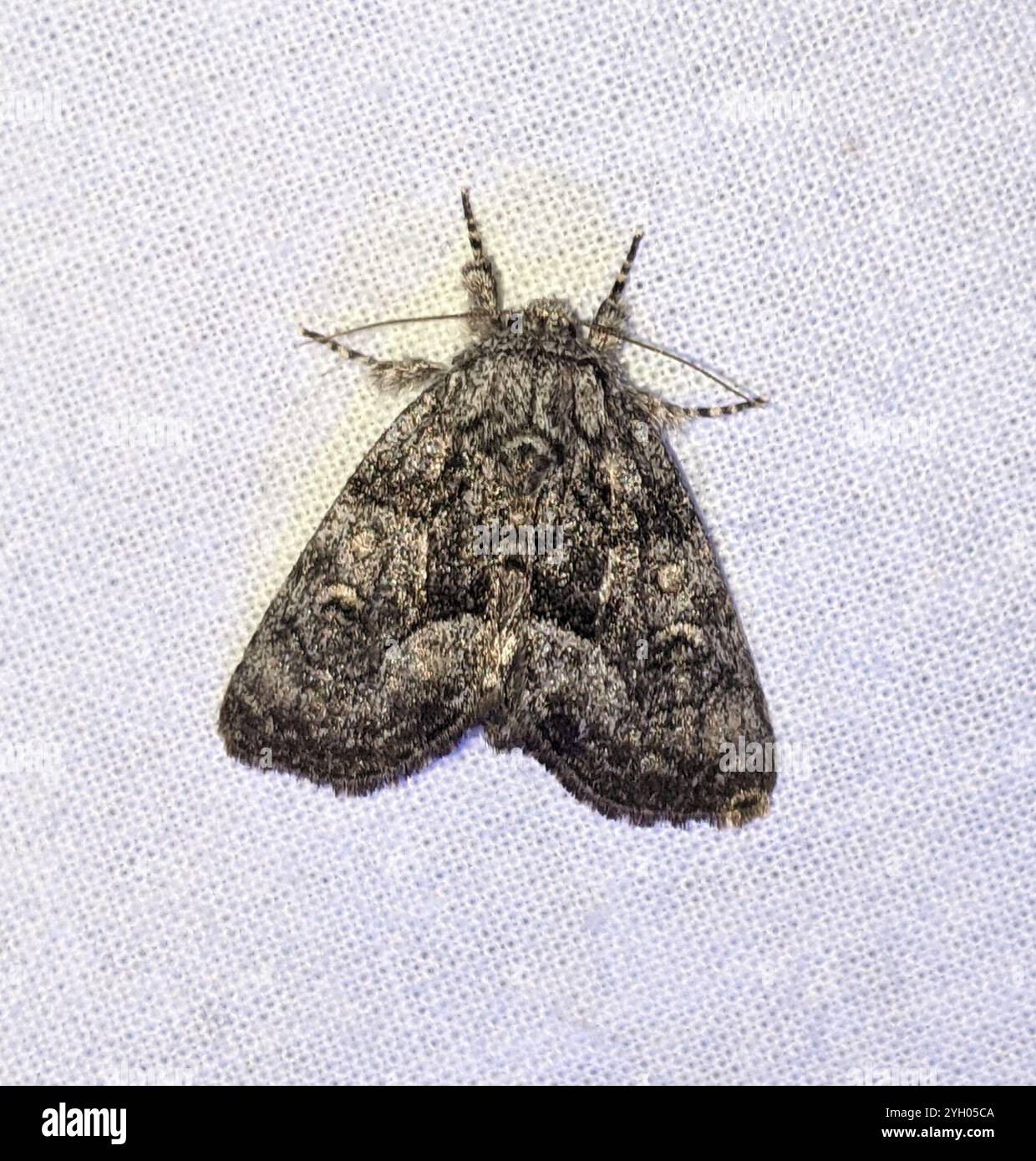 Brother Moth (Raphia frater Stock Photo - Alamy