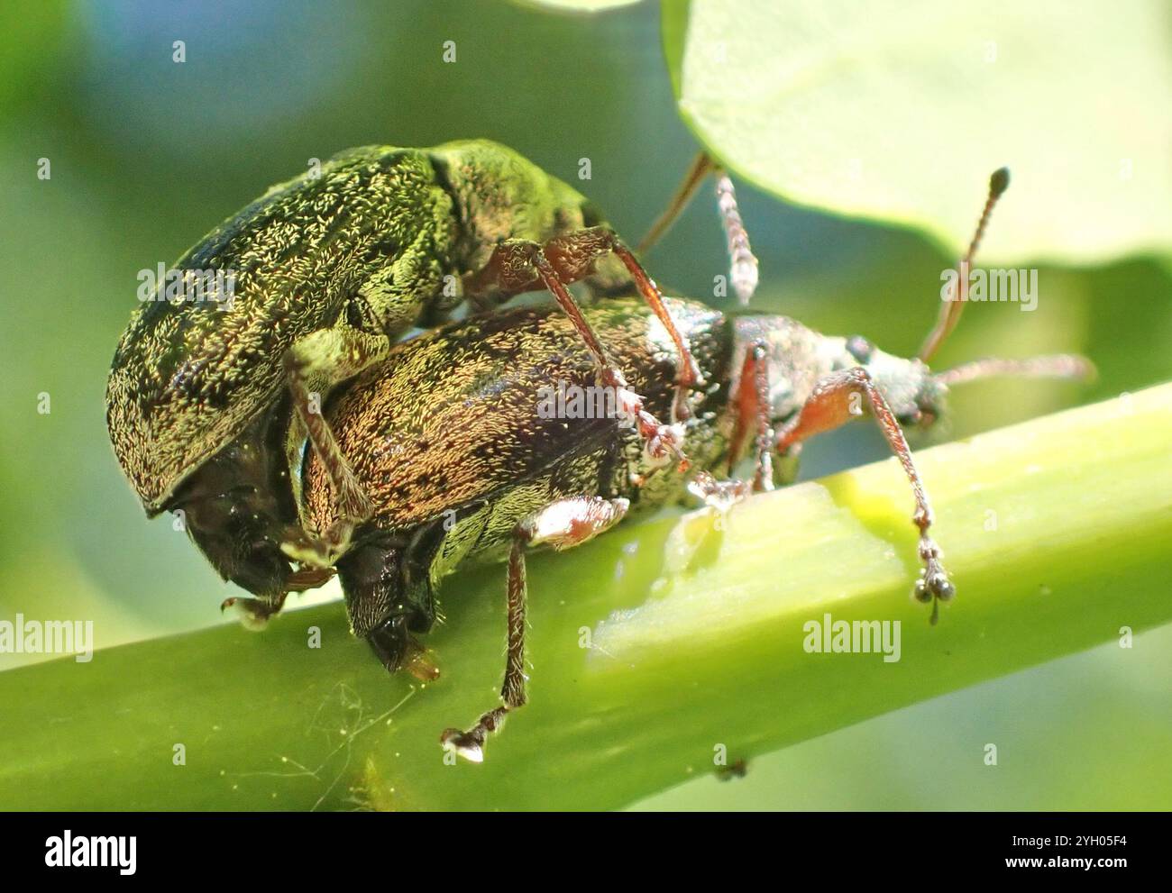 Common Leaf Weevil (Phyllobius pyri Stock Photo - Alamy
