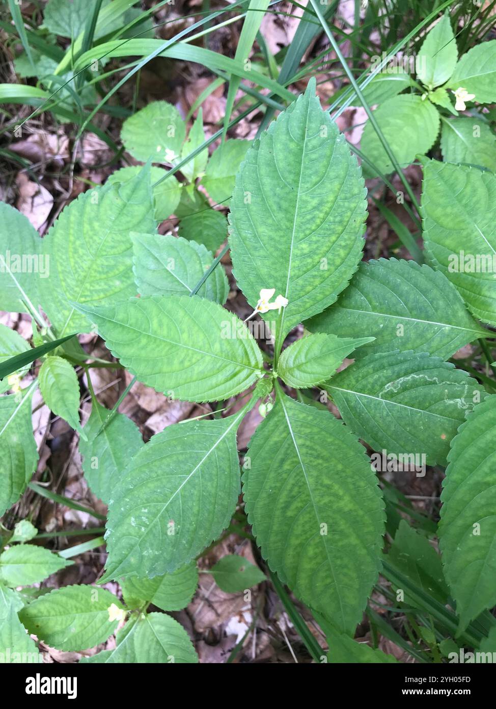 small balsam (Impatiens parviflora Stock Photo - Alamy