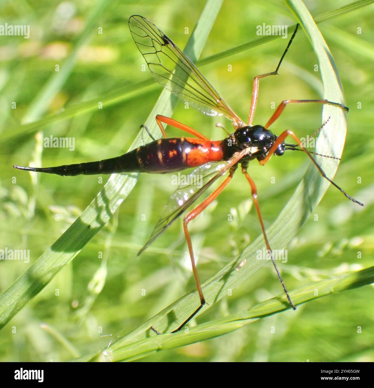 Giant Sabre Comb Horn Cranefly (Tanyptera atrata Stock Photo - Alamy