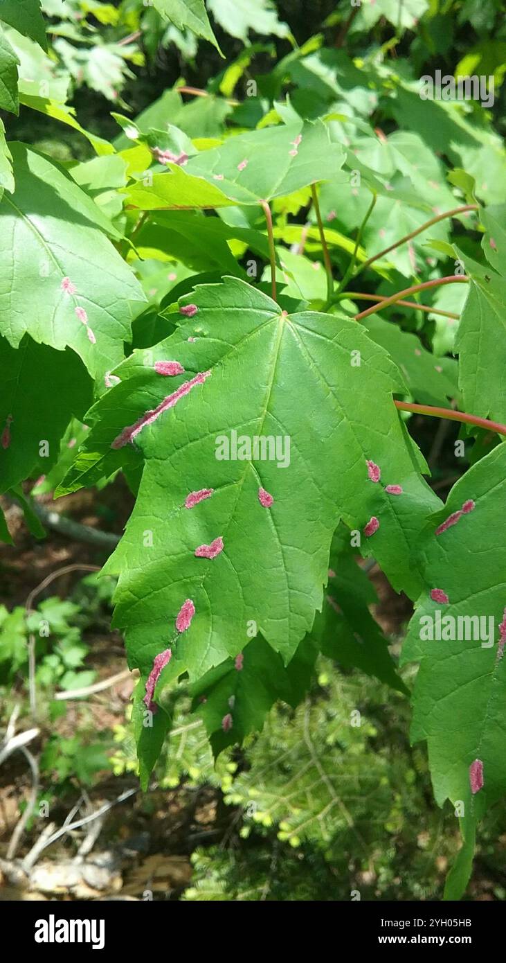 Aculus hi-res stock photography and images - Alamy