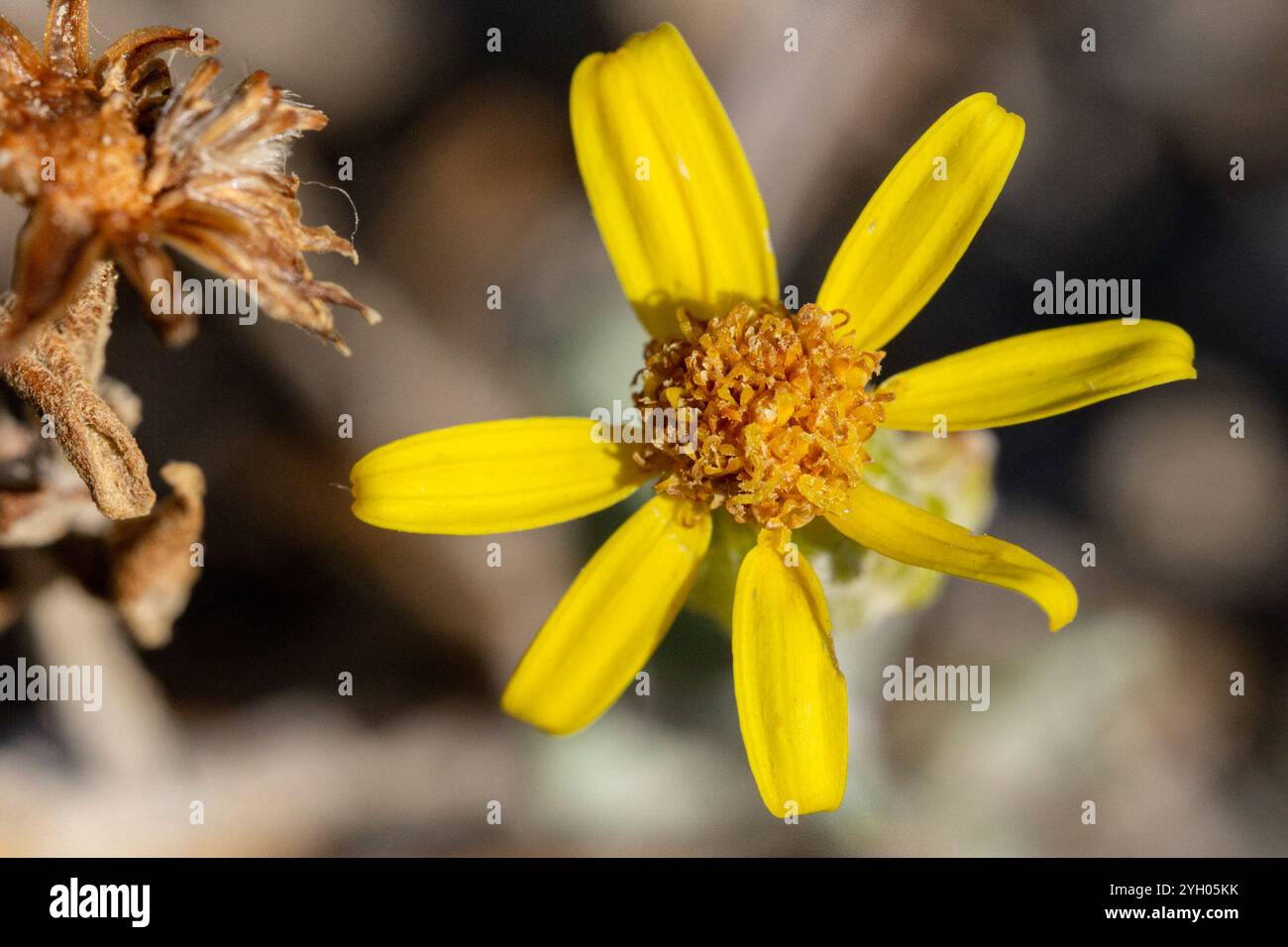 woolly groundsel (Packera cana Stock Photo - Alamy
