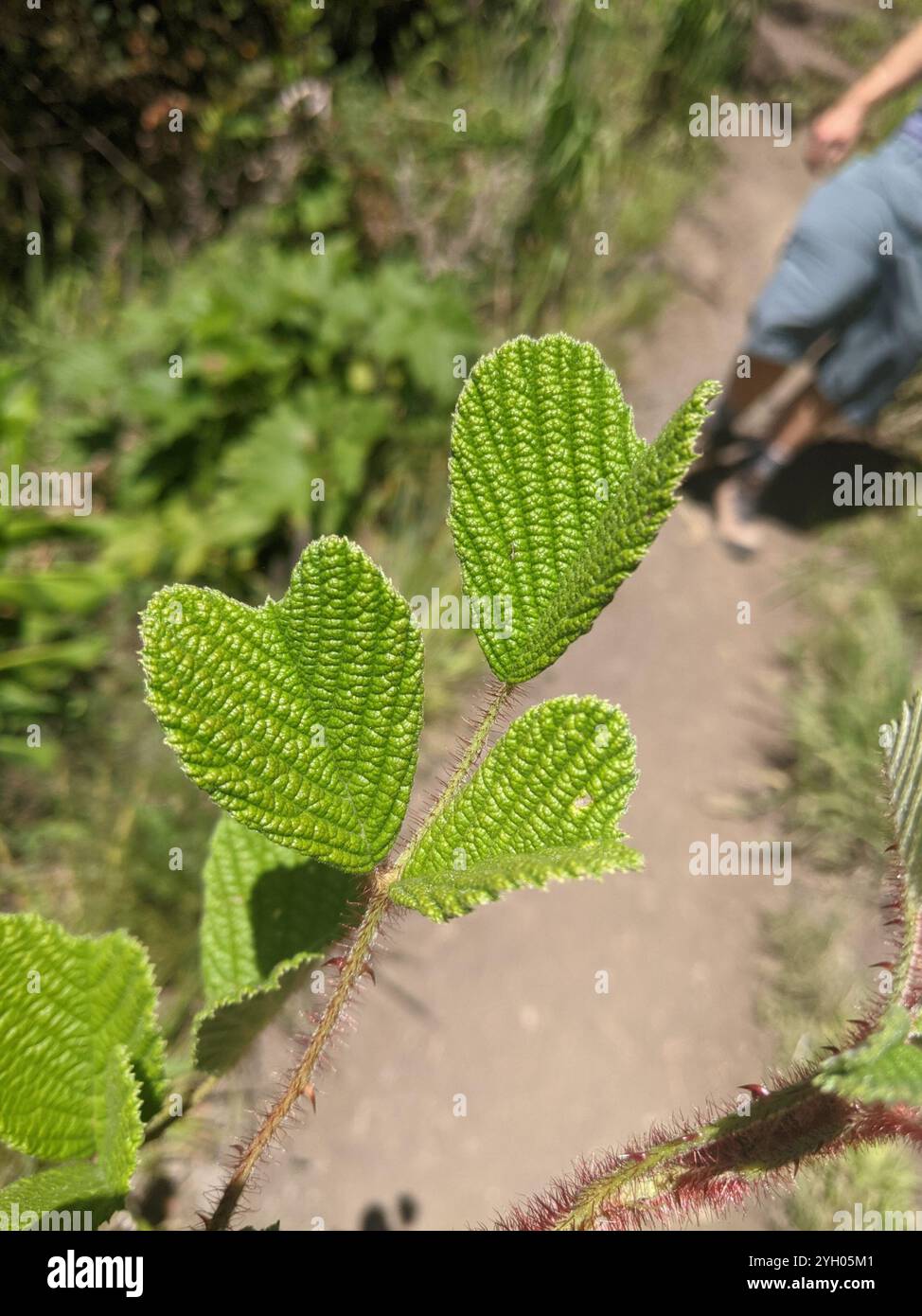 Yellow Himalayan Raspberry (Rubus ellipticus Stock Photo - Alamy