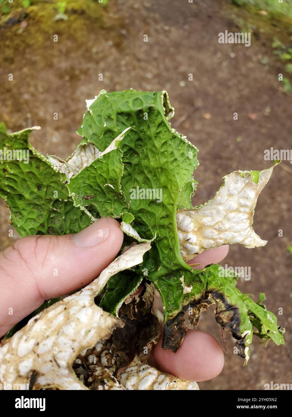 Tree Lungwort (Lobaria pulmonaria Stock Photo - Alamy