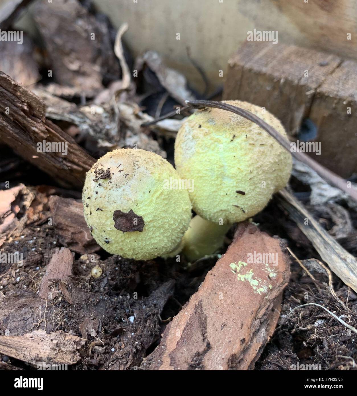 flowerpot parasol (Leucocoprinus birnbaumii Stock Photo - Alamy