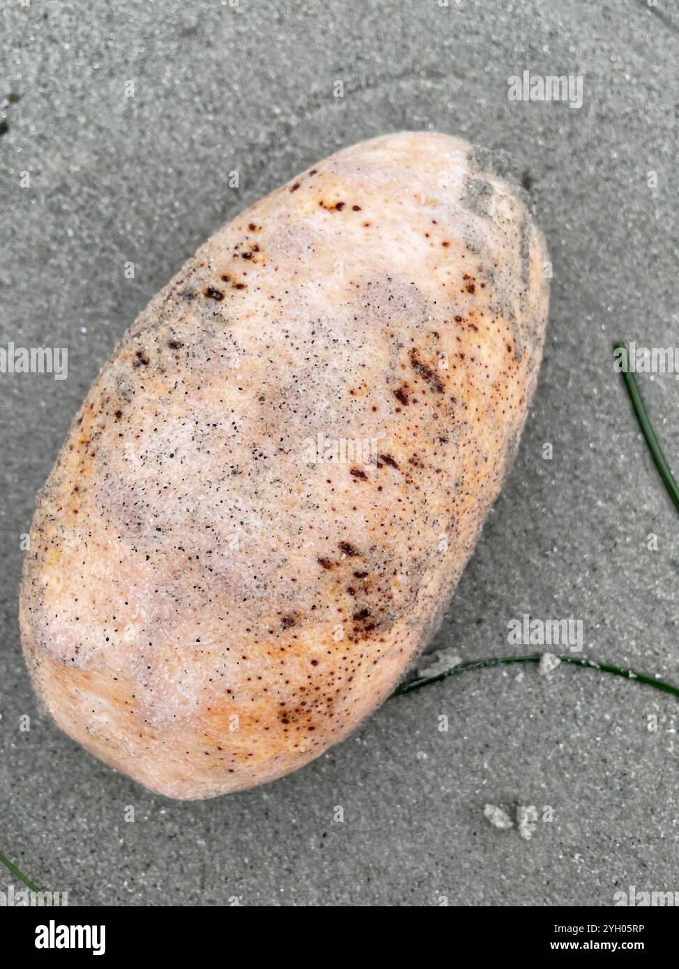 Gumboot Chiton (Cryptochiton stelleri Stock Photo - Alamy