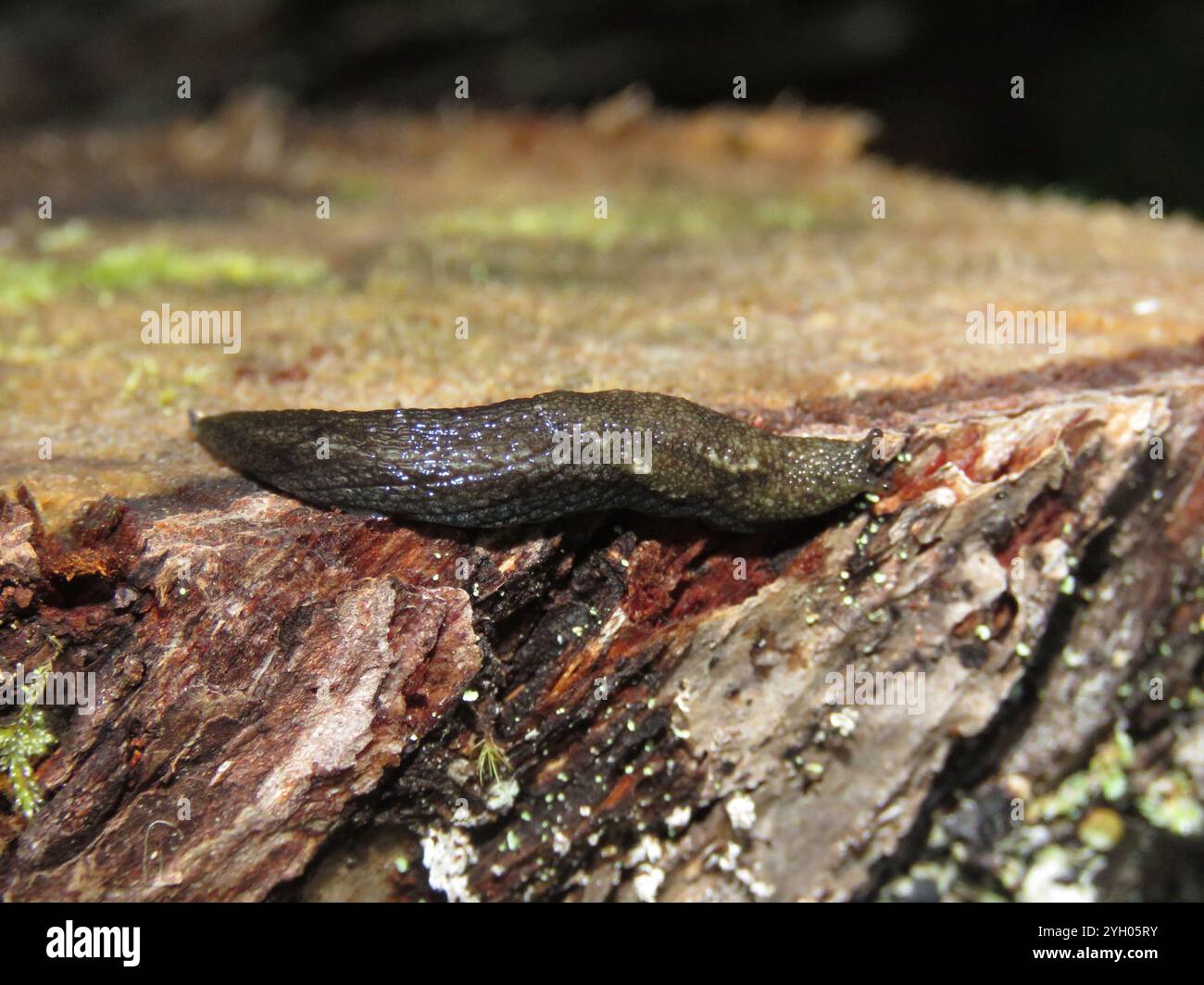 Taildropper slugs hi-res stock photography and images - Alamy