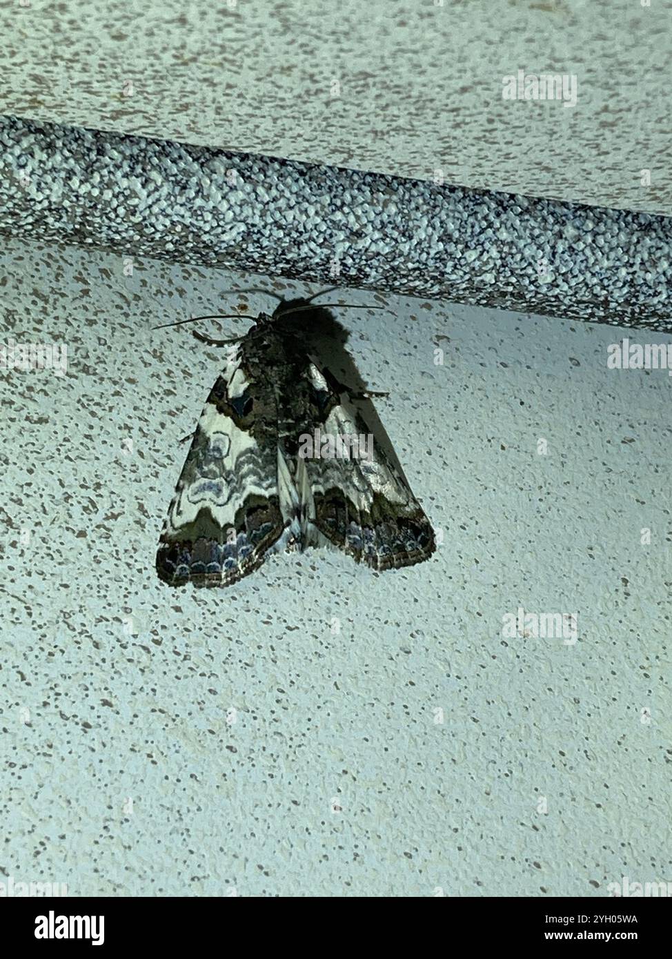 Bird dropping moth hi-res stock photography and images - Alamy
