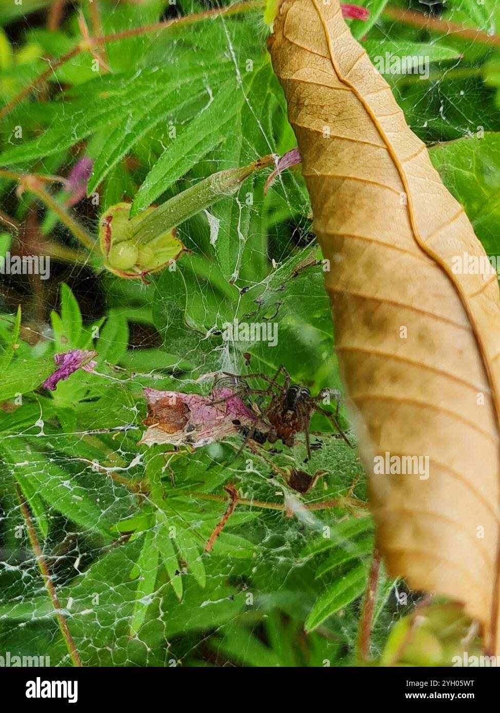 Labyrinth spider (Agelena labyrinthica Stock Photo - Alamy