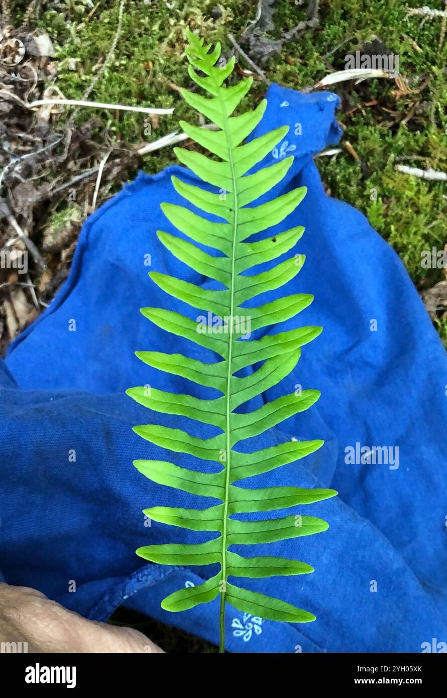 rock polypody (Polypodium virginianum Stock Photo - Alamy