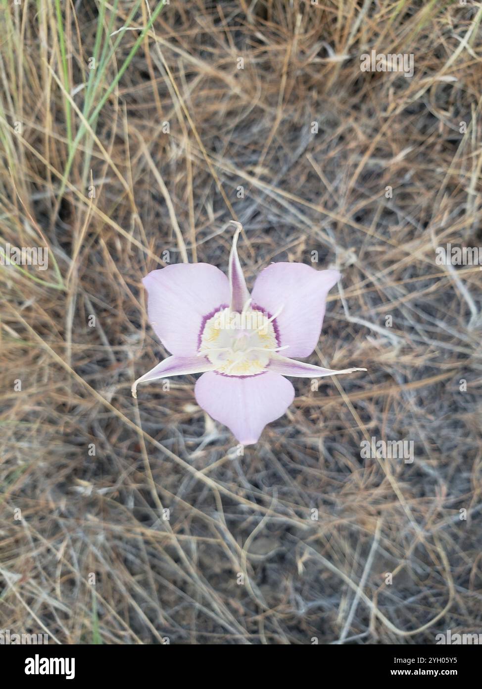 Sagebrush mariposa lily calochortus hi-res stock photography and images ...