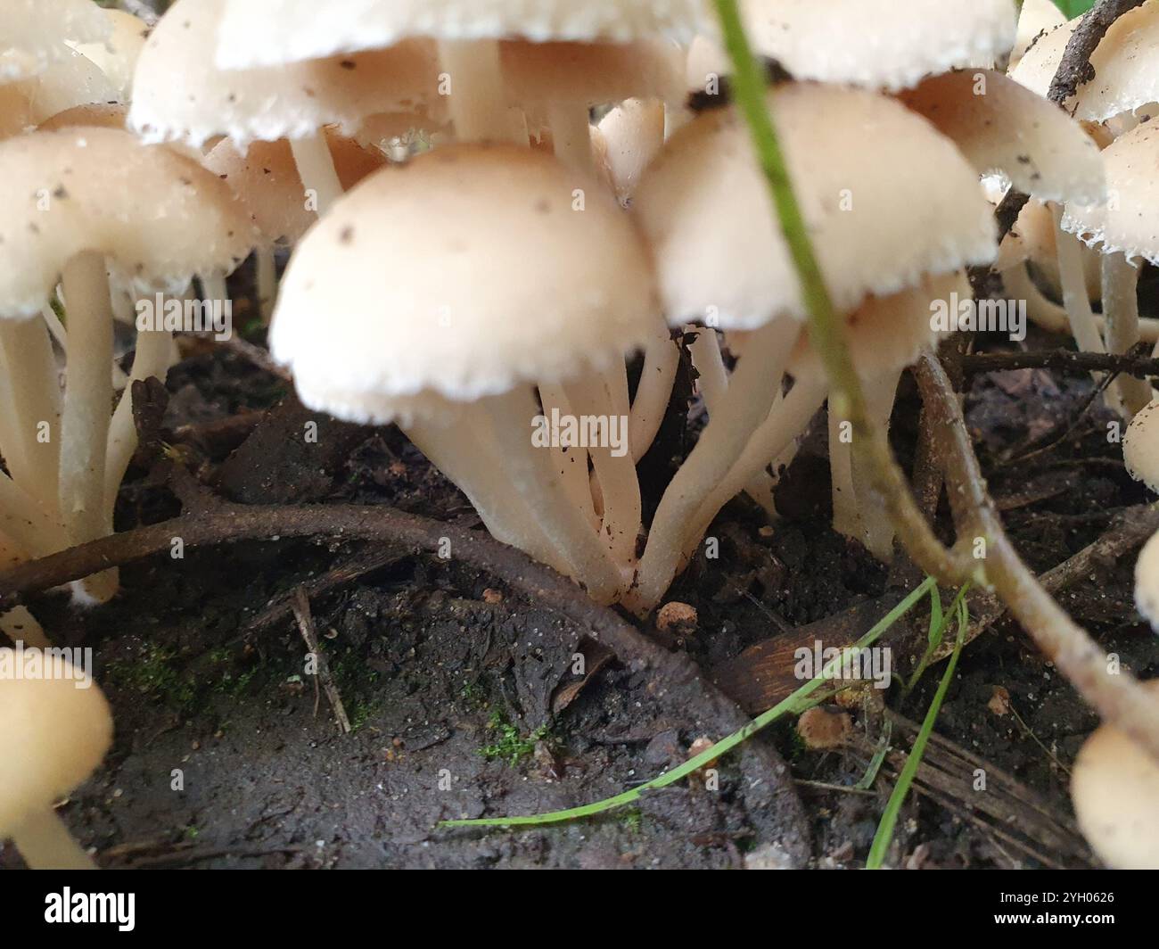 Brittlestems and Allies (Psathyrellaceae Stock Photo - Alamy