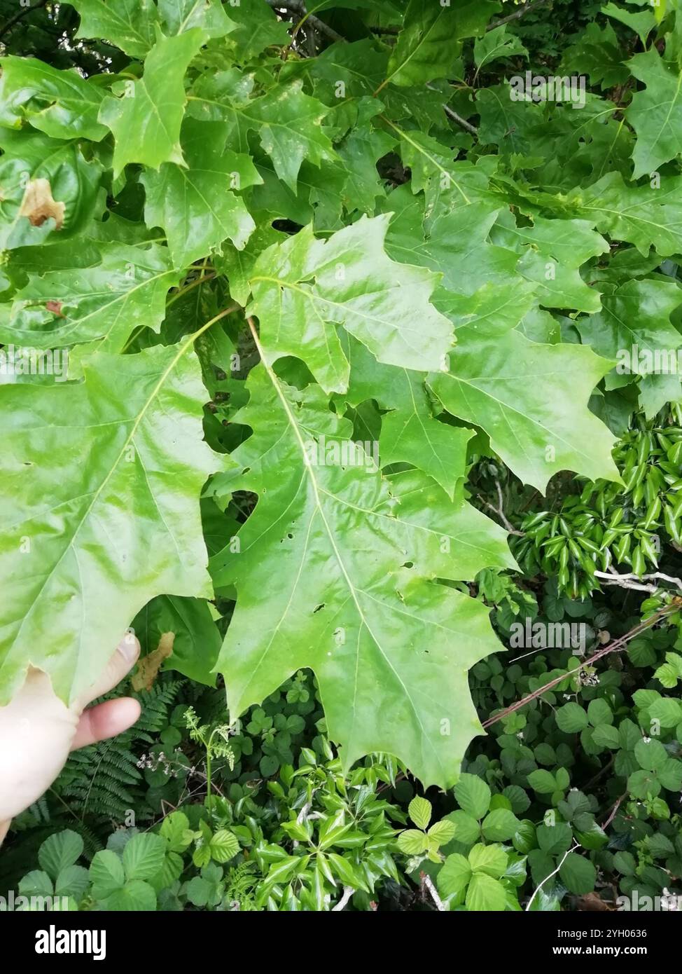 northern red oak (Quercus rubra Stock Photo - Alamy