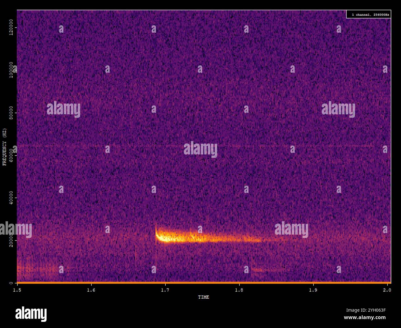 Common Noctule (Nyctalus noctula Stock Photo - Alamy