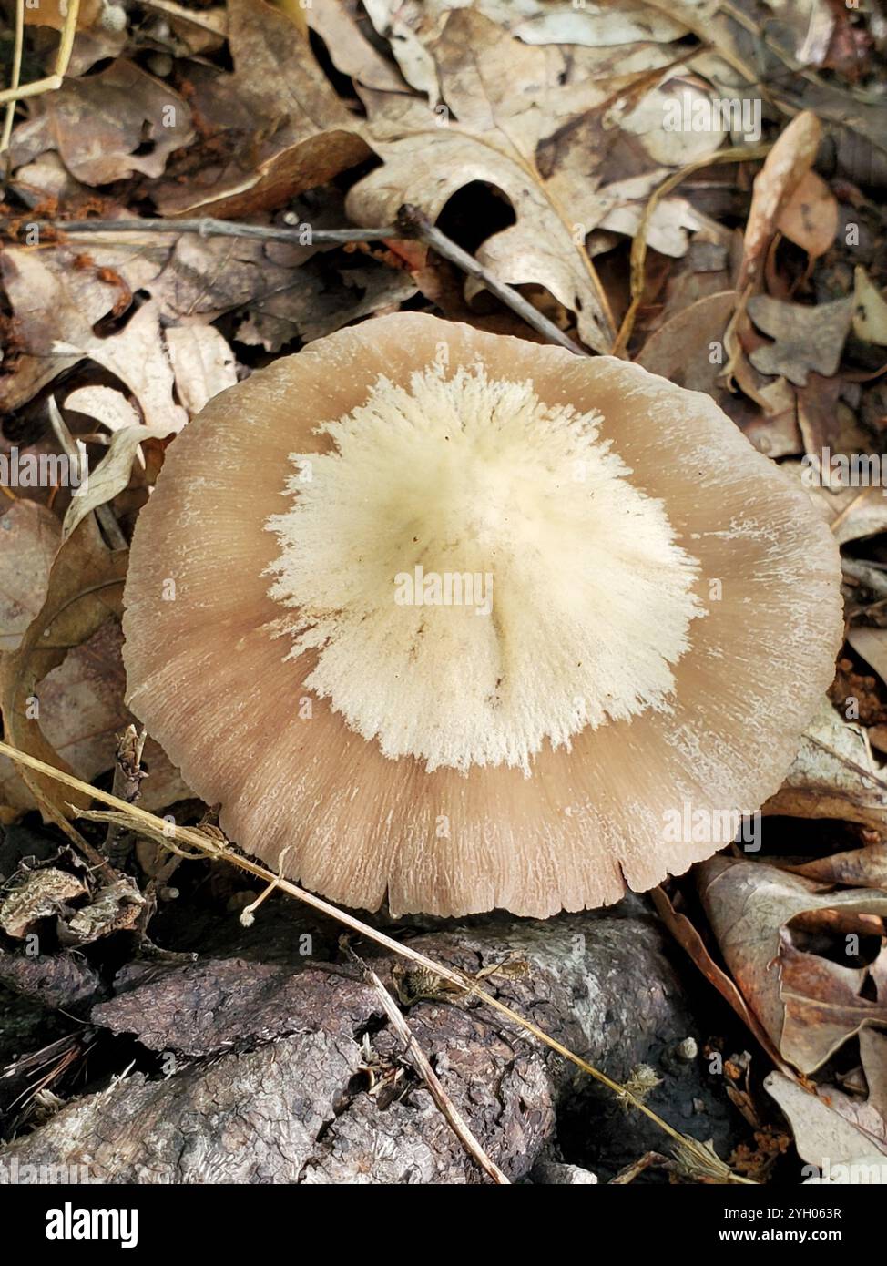 Candolleomyces hi-res stock photography and images - Alamy