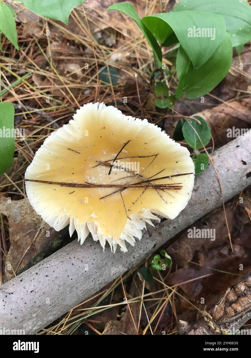 hygrophorus milkcap (Lactifluus hygrophoroides Stock Photo - Alamy