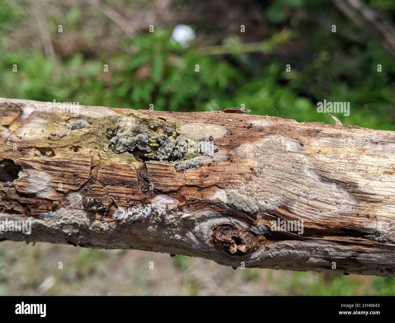 Rosellinia hi-res stock photography and images - Alamy