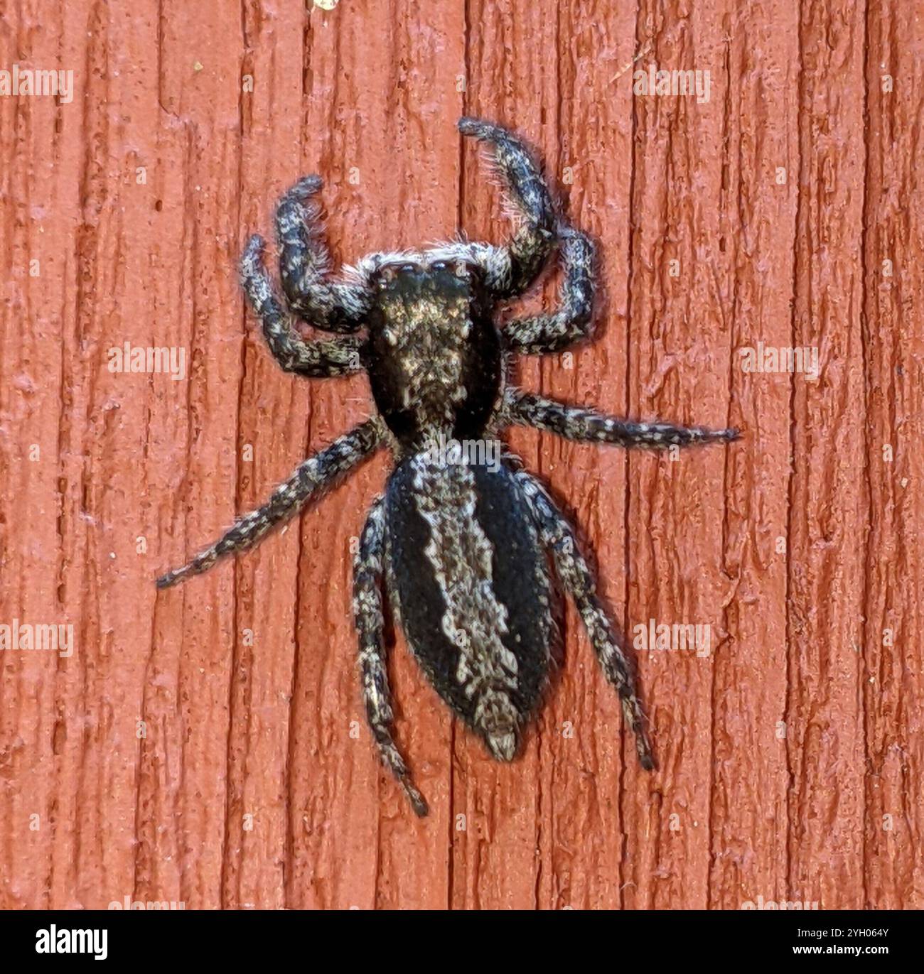 California Flattened Jumping Spider (Platycryptus californicus Stock ...