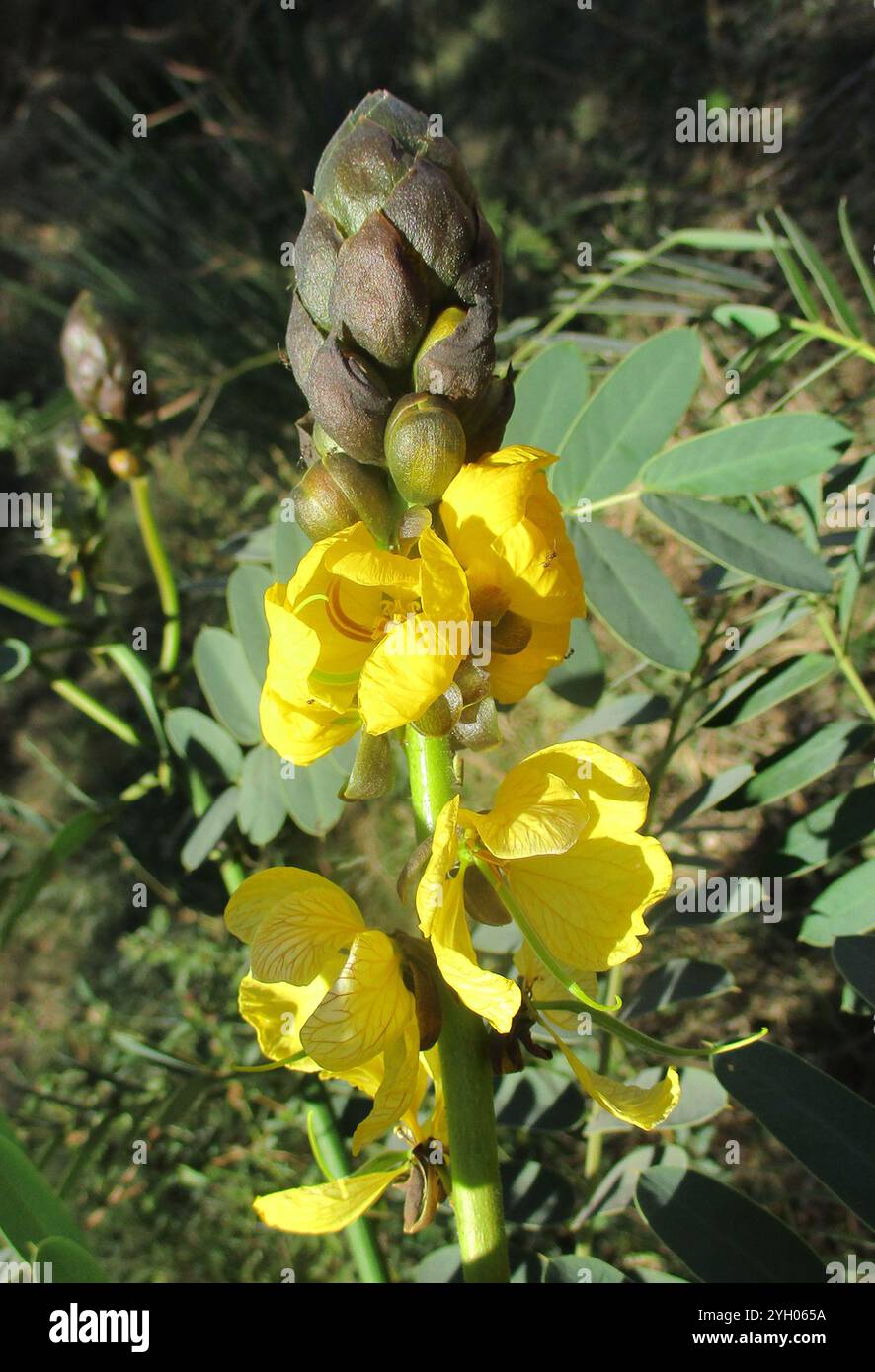 Peanut-Butter Cassia (Senna didymobotrya Stock Photo - Alamy