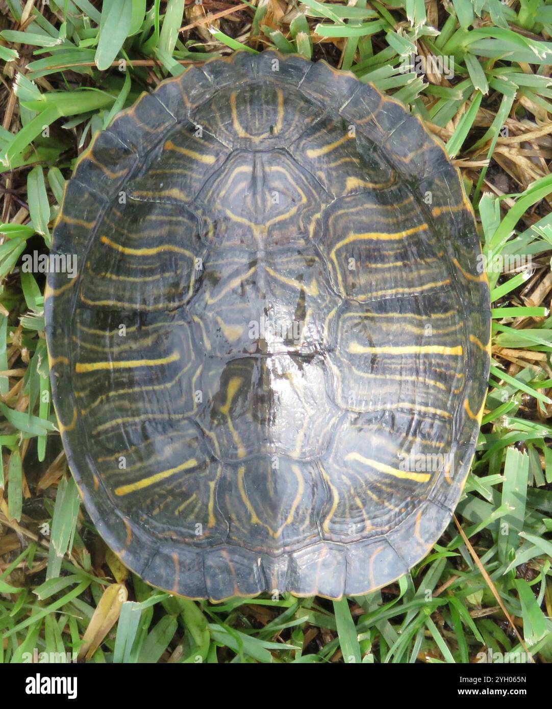 Red-eared Slider (Trachemys scripta elegans Stock Photo - Alamy
