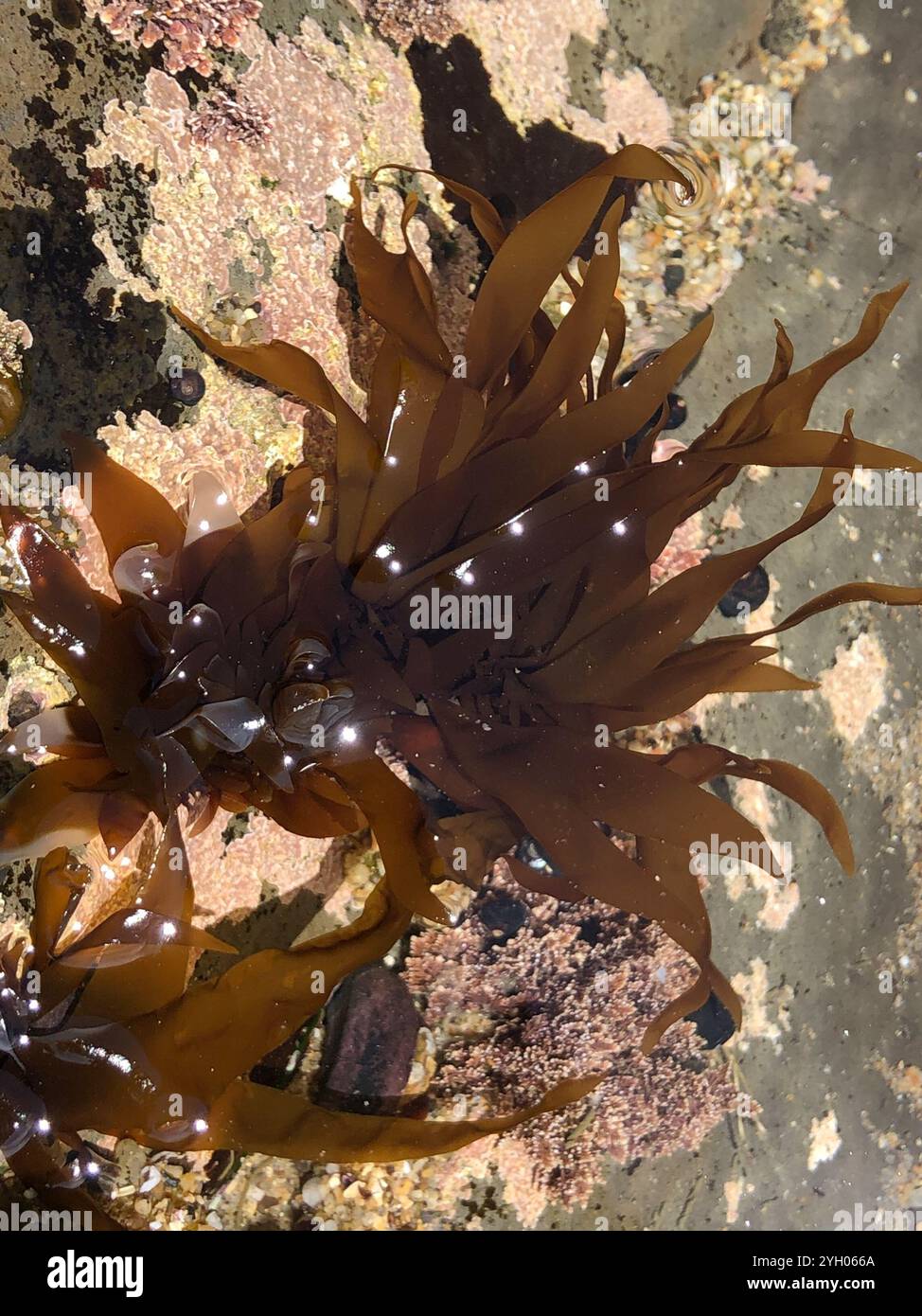 Bleach Weed (Prionitis sternbergii Stock Photo - Alamy