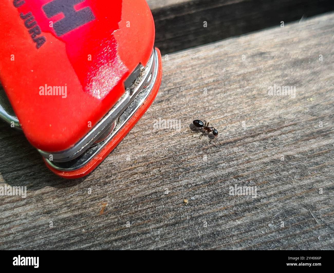 Colobopsis ant hi-res stock photography and images - Alamy
