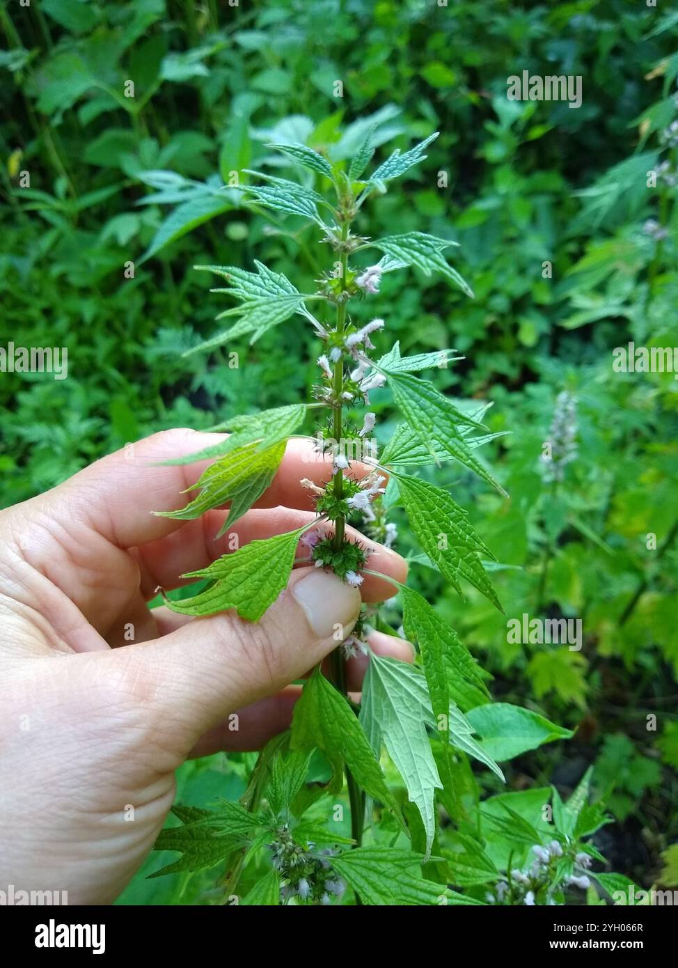 common motherwort (Leonurus cardiaca Stock Photo - Alamy