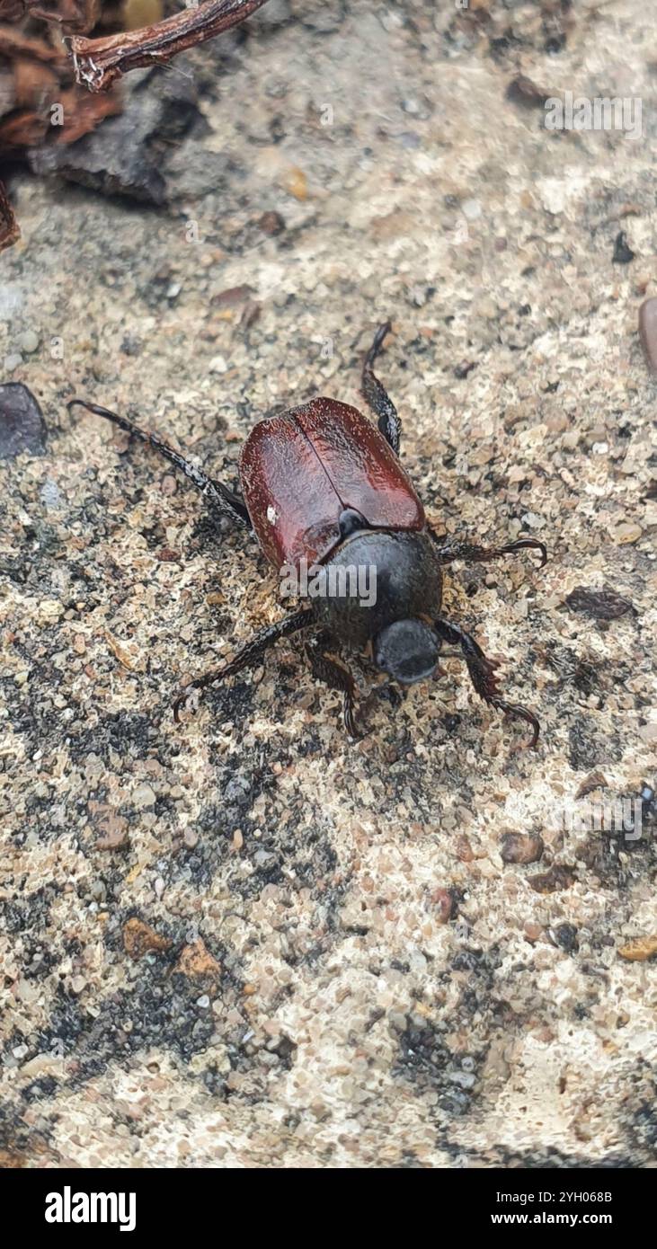 Hoplia philanthus hi-res stock photography and images - Alamy