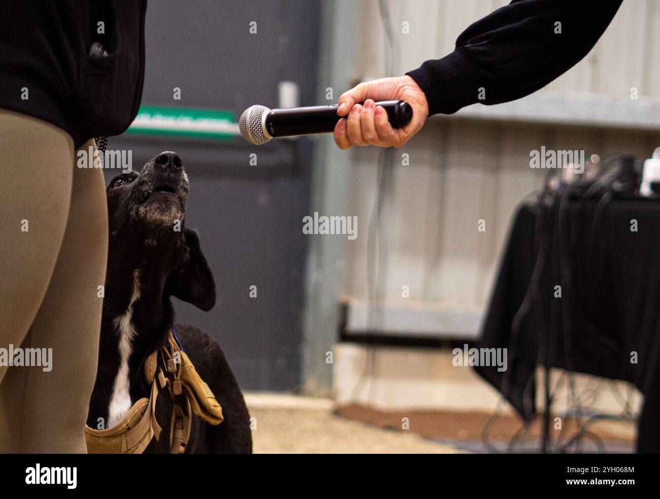 Barking animal sound hi-res stock photography and images - Alamy
