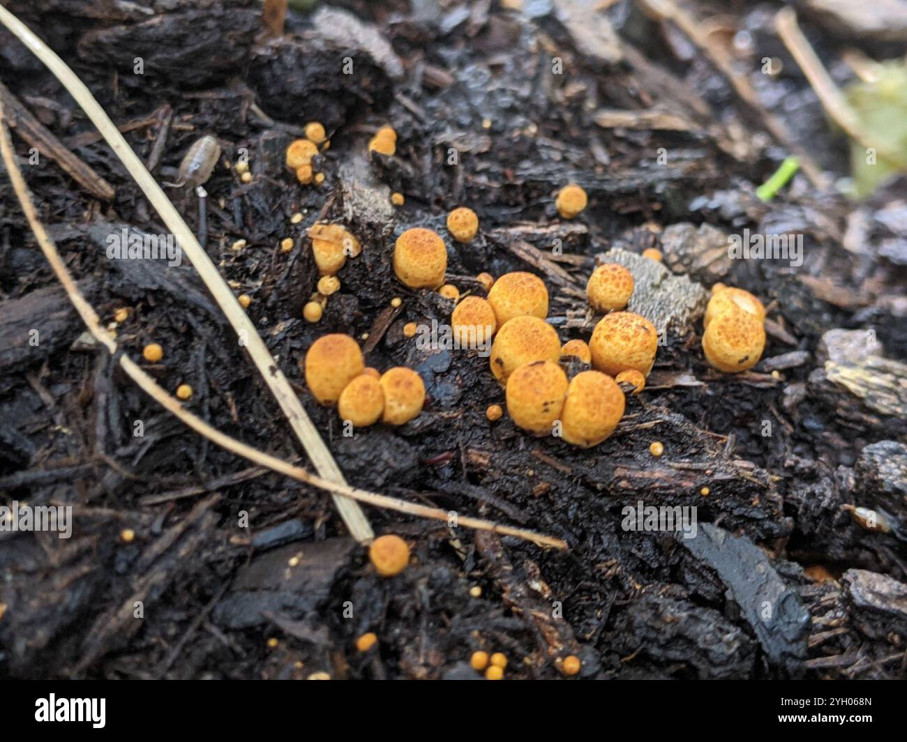 common bird's nest fungus (Crucibulum laeve Stock Photo - Alamy