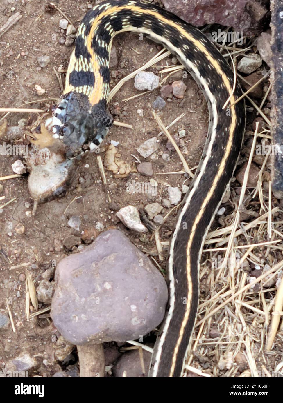 Black-necked Garter Snake (Thamnophis cyrtopsis Stock Photo - Alamy