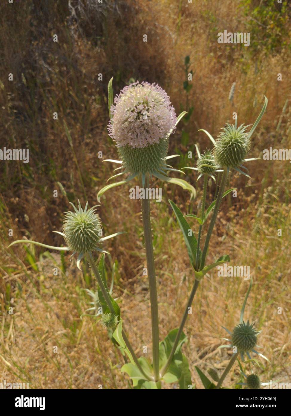 fuller's teasel (Dipsacus sativus Stock Photo - Alamy